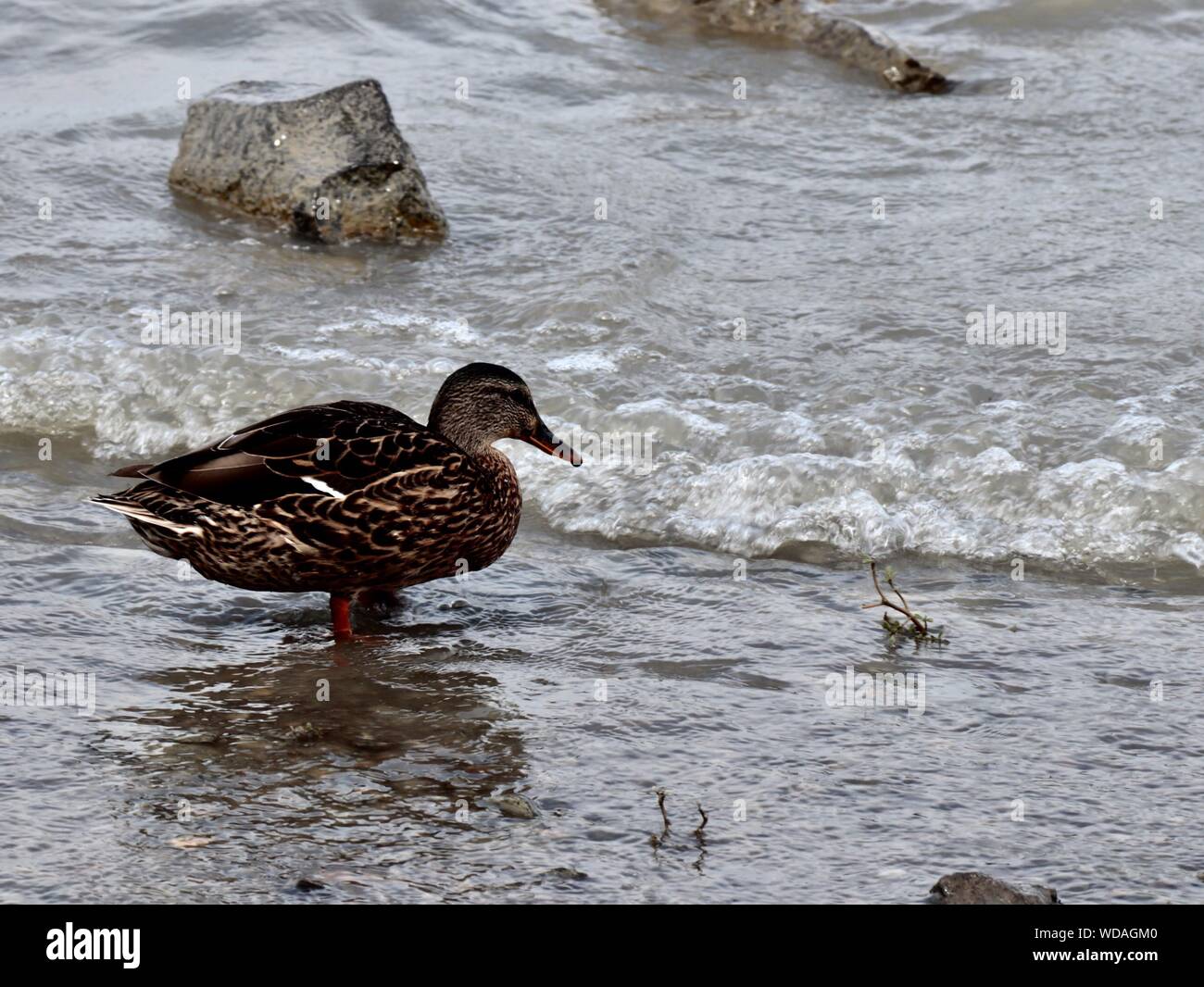 Duck in the sea hi-res stock photography and images - Alamy