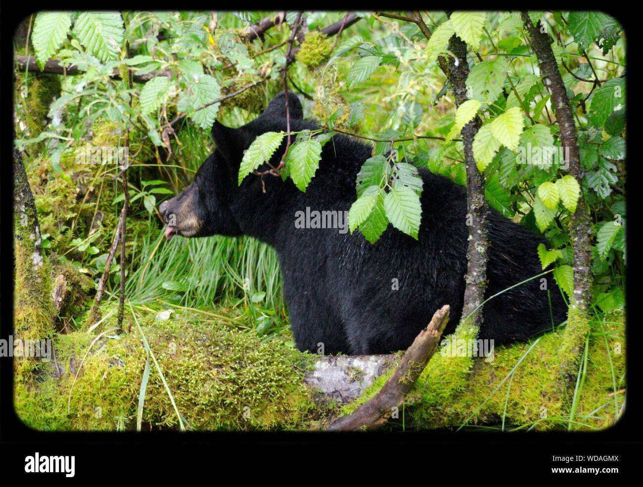 Black bear in forest hi-res stock photography and images - Alamy