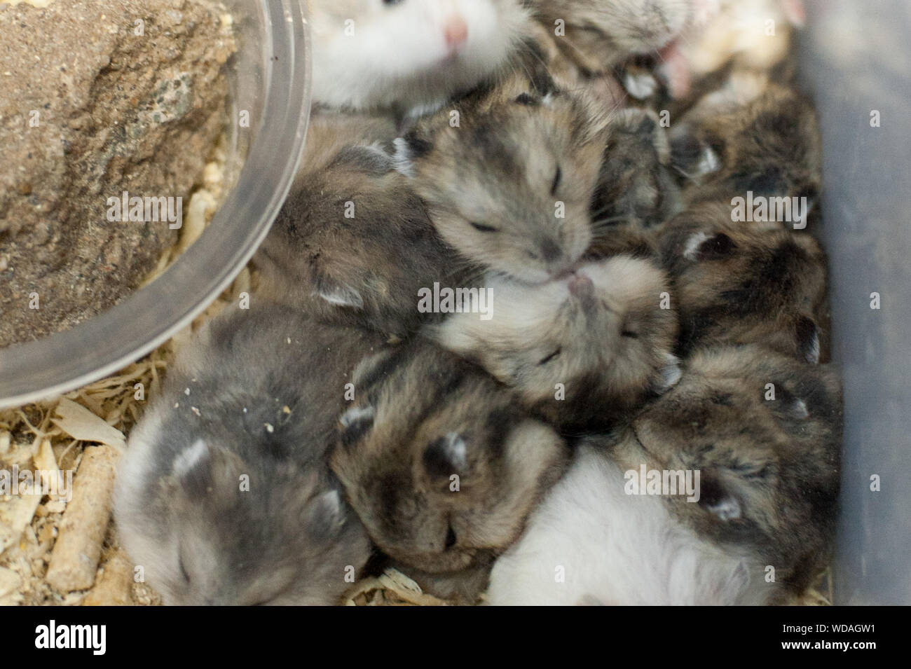 Hamster sleeping hi-res stock photography and images - Alamy