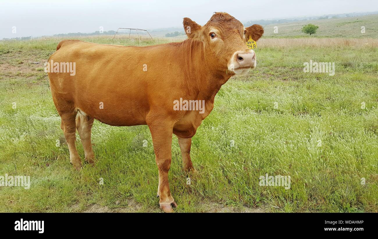 One cow side view on field hi-res stock photography and images - Alamy