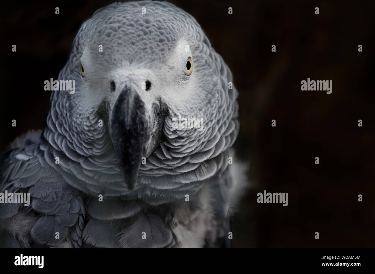 Closeup of a grey parrot Jaco (Psittacus erithacus, Congo grey parrot ...