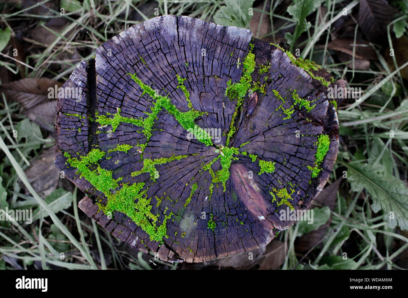 Top view tree stump hi-res stock photography and images - Alamy