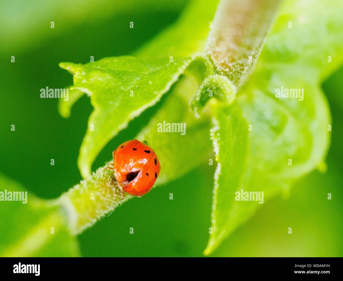 Elevated stem hi-res stock photography and images - Alamy