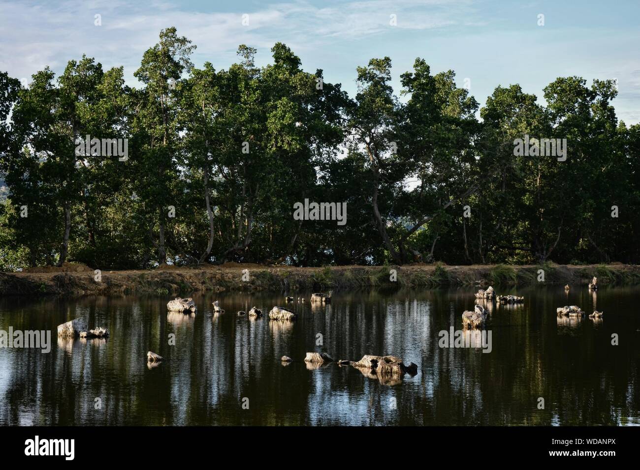 Treeline High Resolution Stock Photography and Images - Alamy