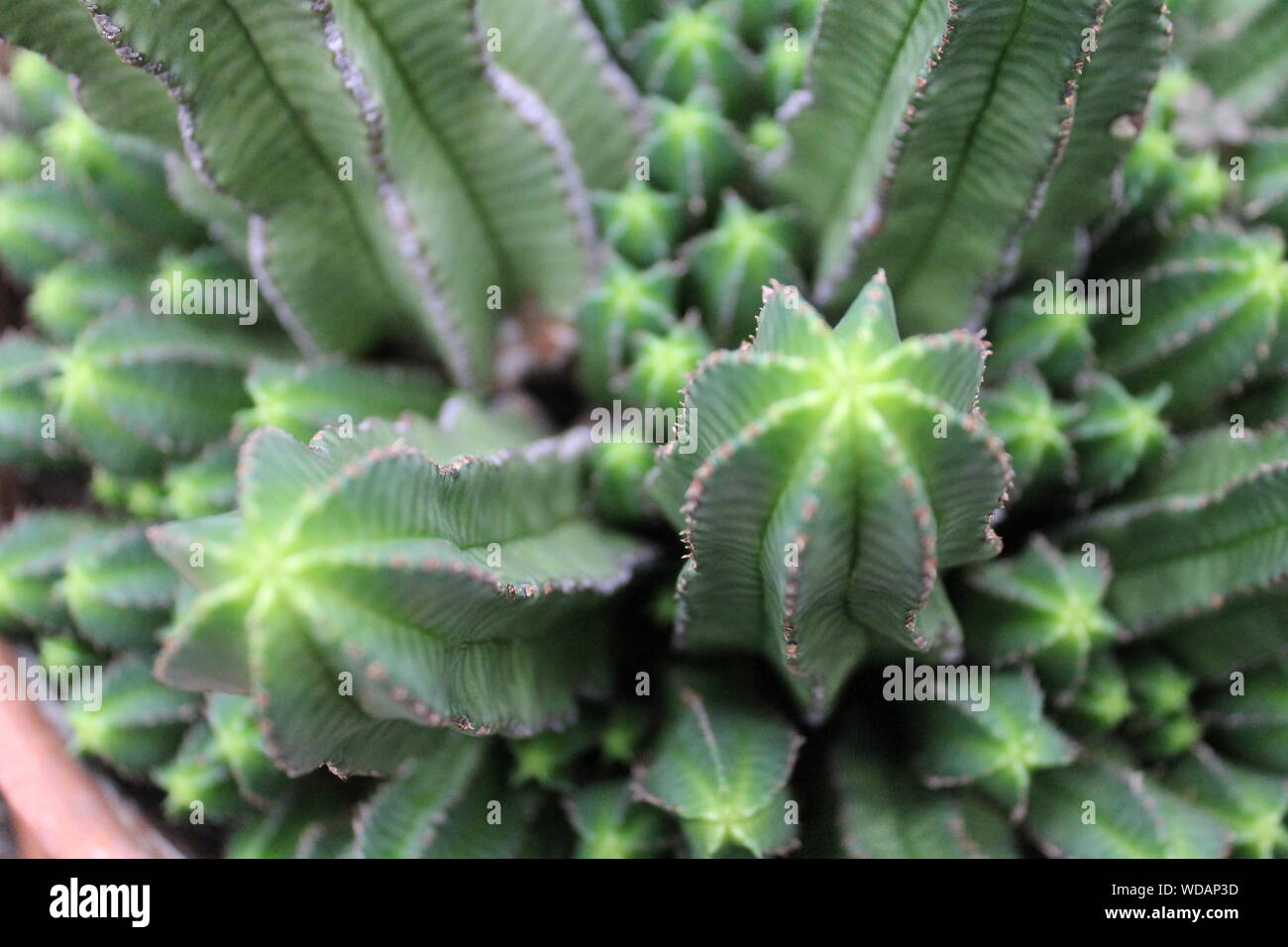Fern leaf cactus hi-res stock photography and images - Alamy
