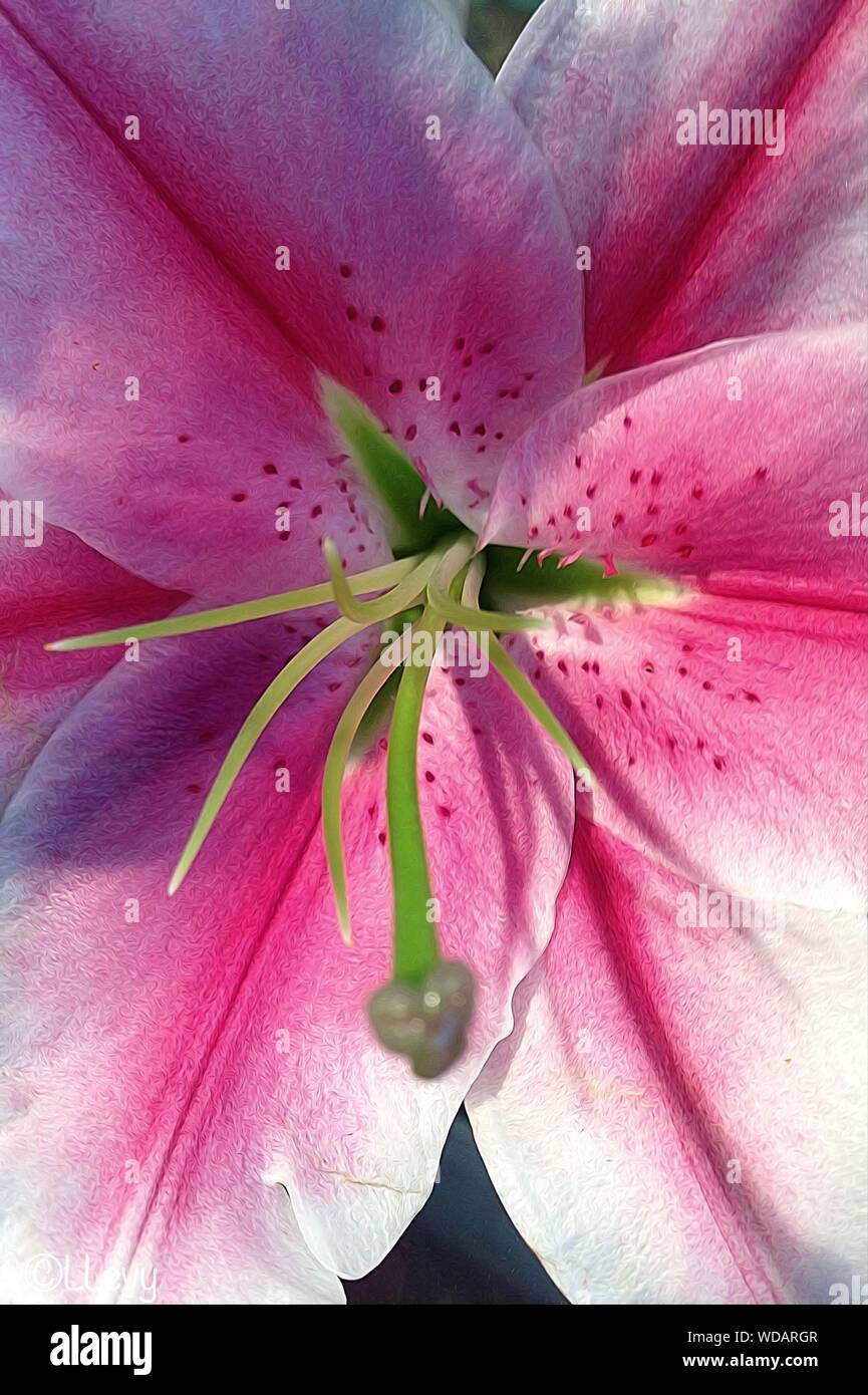 White Tiger Lily High Resolution Stock Photography and Images - Alamy