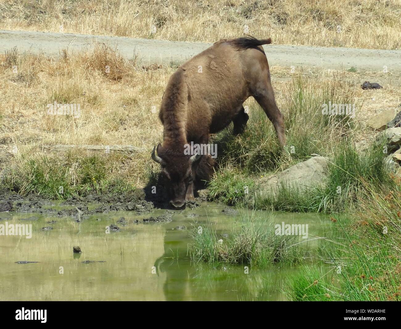Animal drinking water hi-res stock photography and images - Alamy