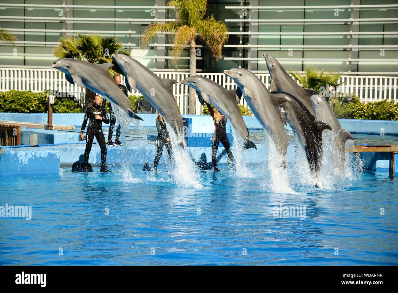 Animals playing pool hi-res stock photography and images - Alamy