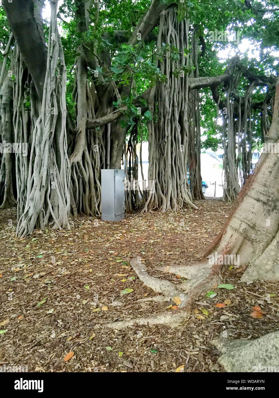 Banyan Tree Park High Resolution Stock Photography and Images - Alamy