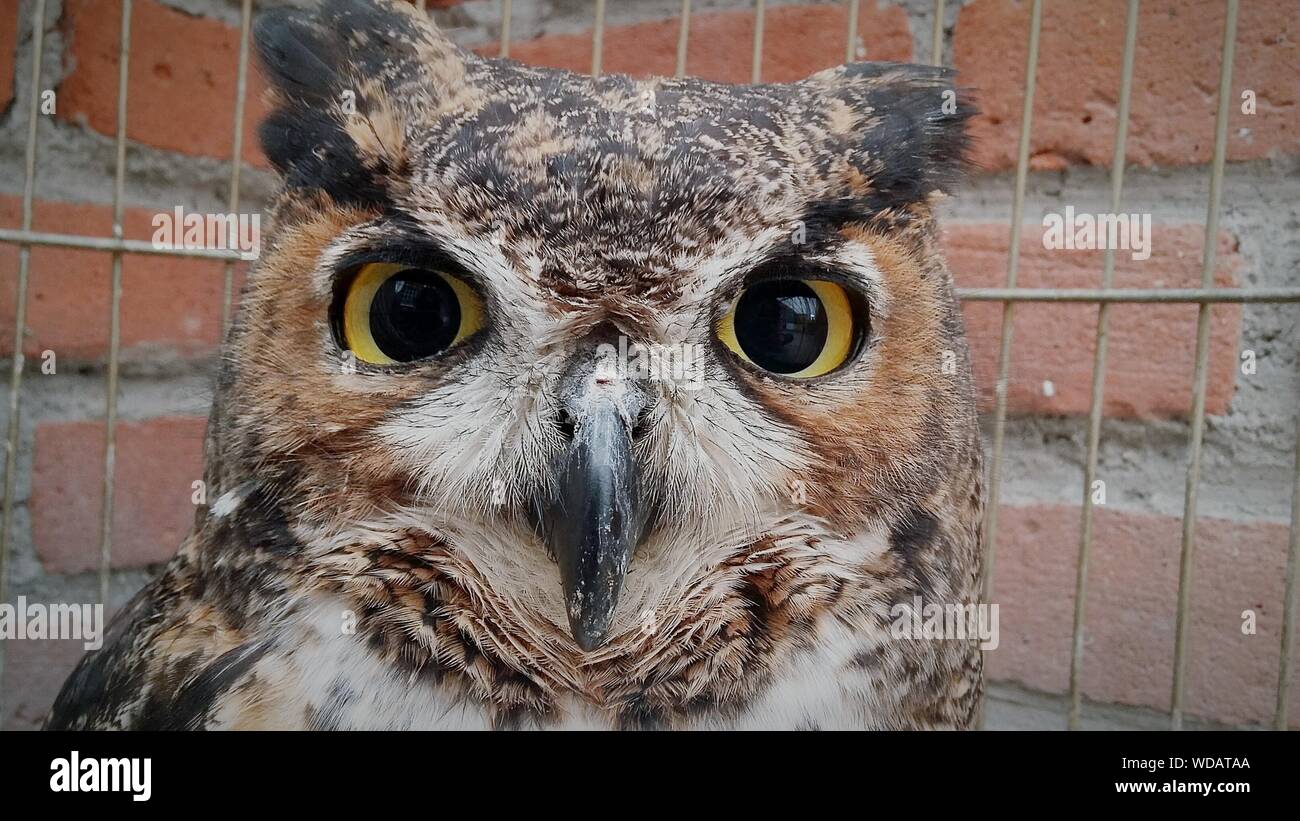Owl Cage High Resolution Stock Photography and Images - Alamy