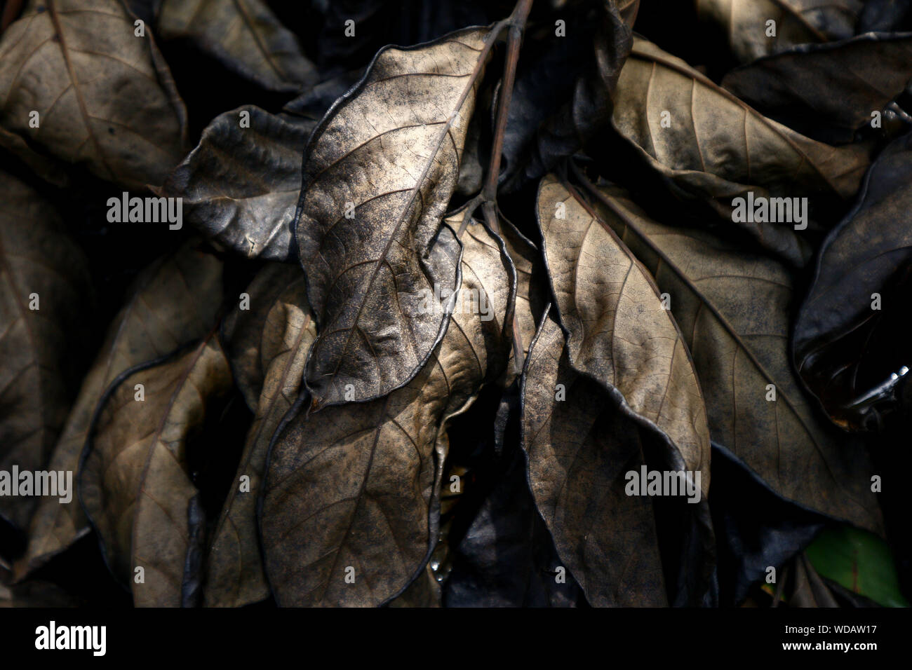Photo of dried tree leaves Stock Photo - Alamy