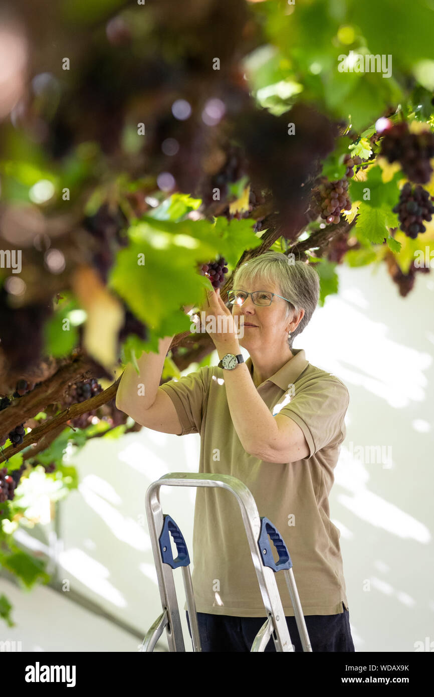 Gillian Strudwick keeper of the Great Vine inspects and cuts bunches of ...