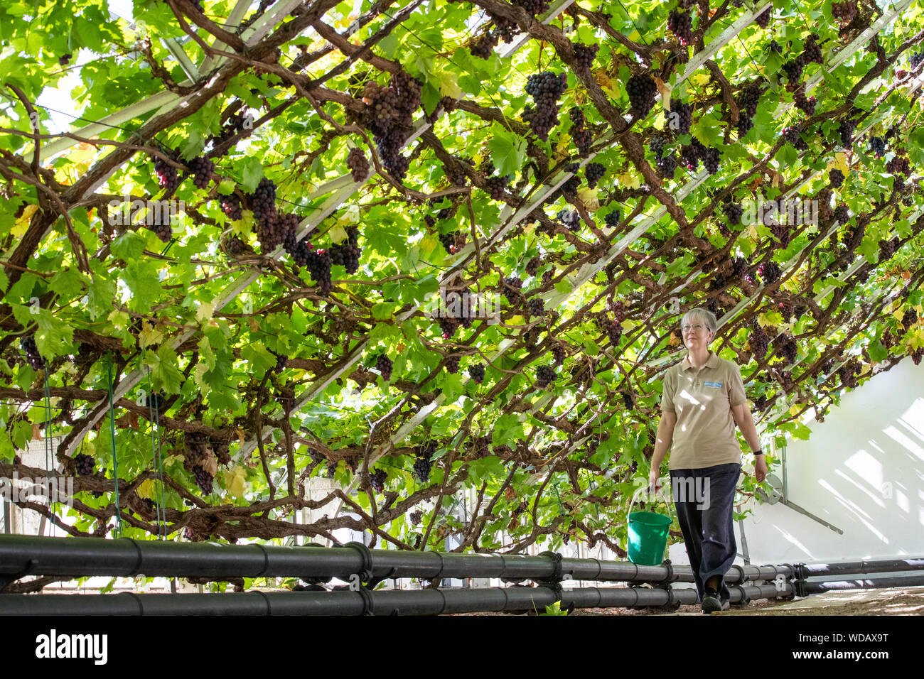 Gillian Strudwick keeper of the Great Vine inspects and cuts bunches of ...
