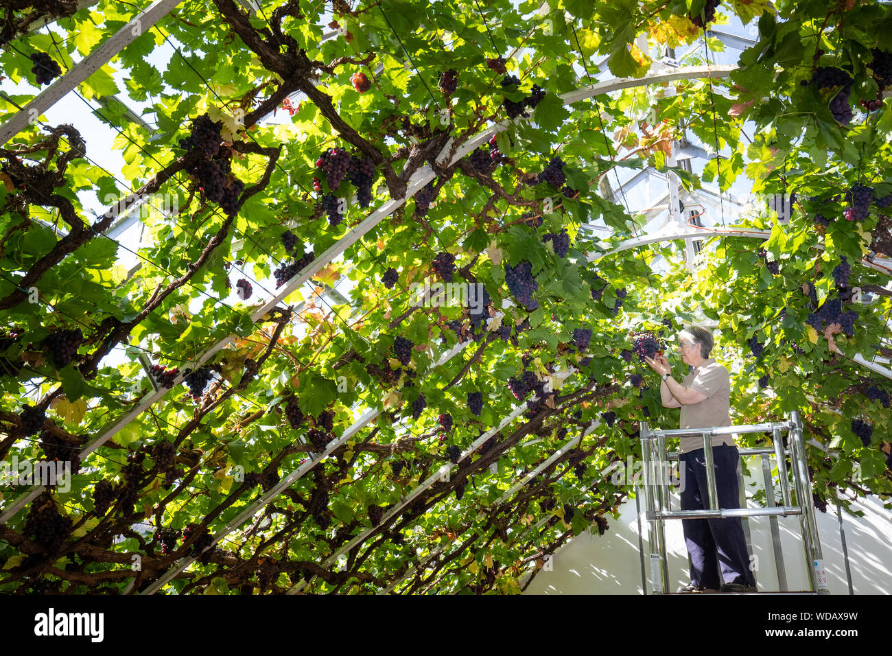Vine keeper at hampton court palace hi-res stock photography and images ...