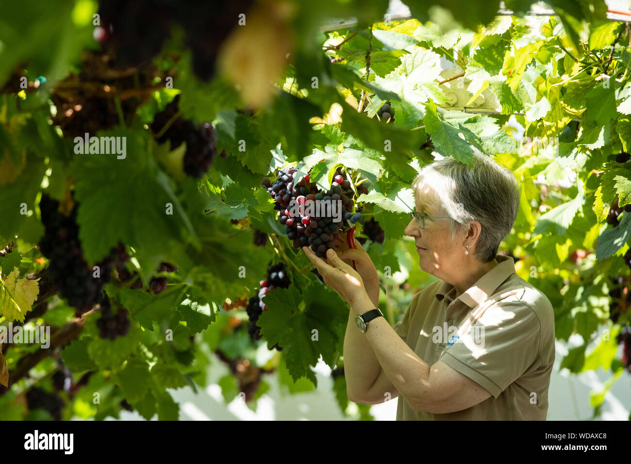 Gillian Strudwick keeper of the Great Vine inspects and cuts bunches of ...