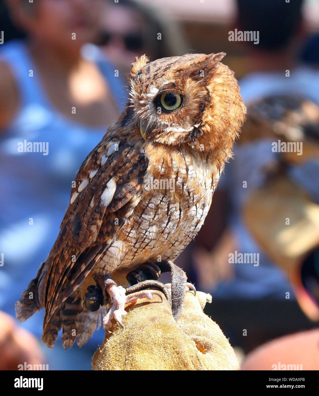 Side view owl hi-res stock photography and images - Alamy
