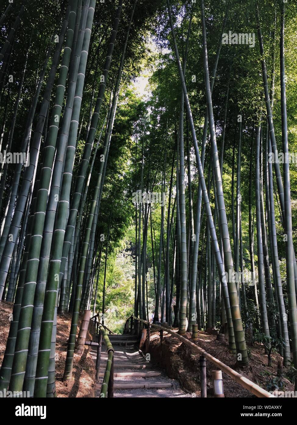 Bamboo pathway hi-res stock photography and images - Alamy