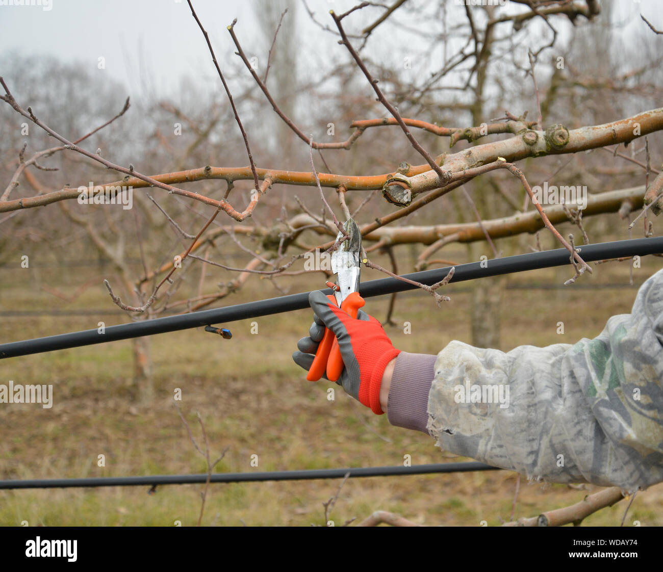 Cutting Branch Stock Photos & Cutting Branch Stock Images - Alamy