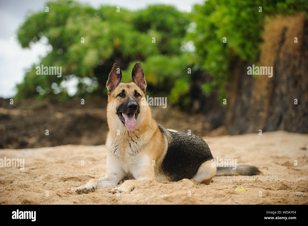 Tongue sticking out dog hi-res stock photography and images - Alamy
