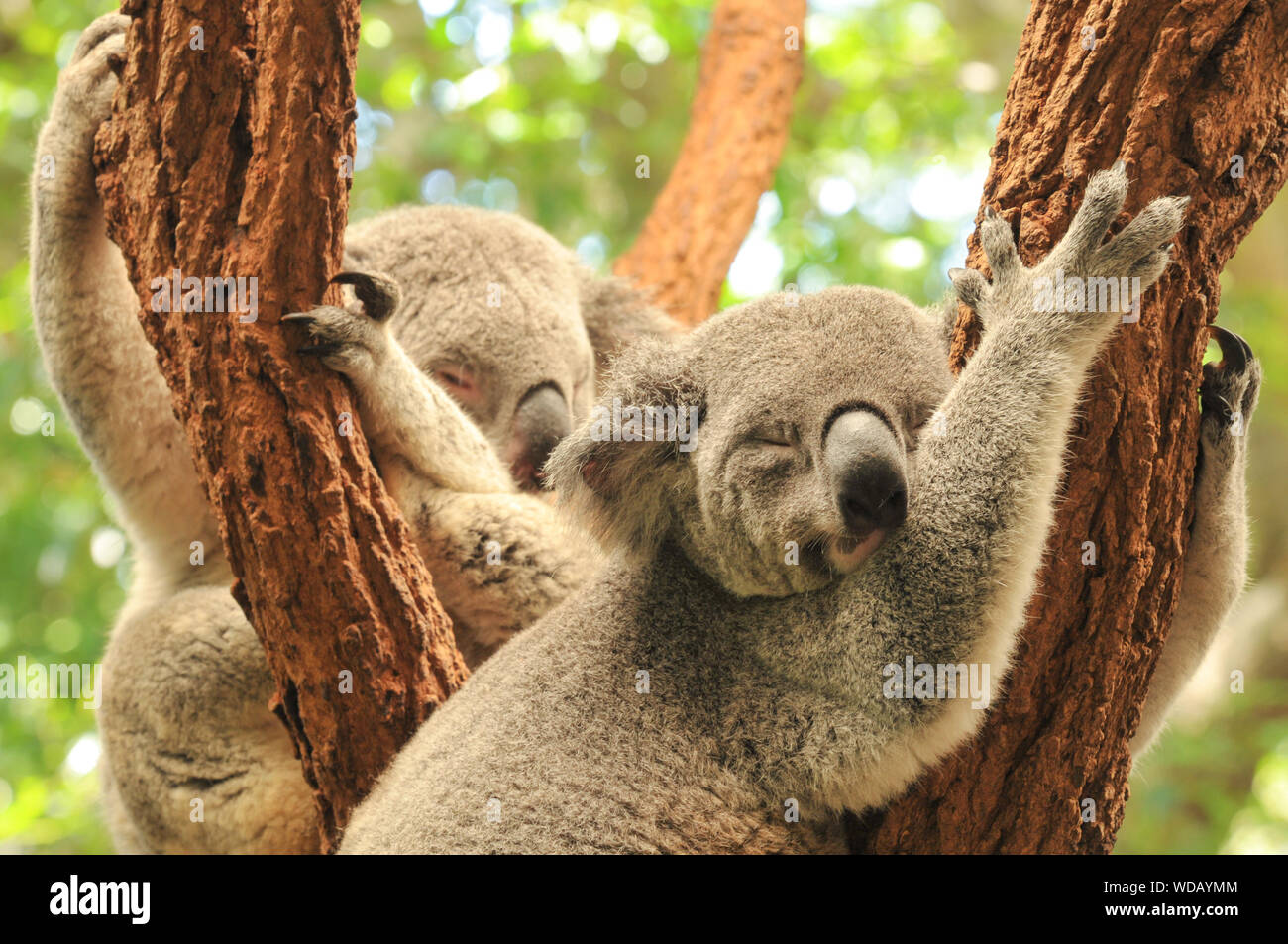 Two koalas tree hi-res stock photography and images - Alamy