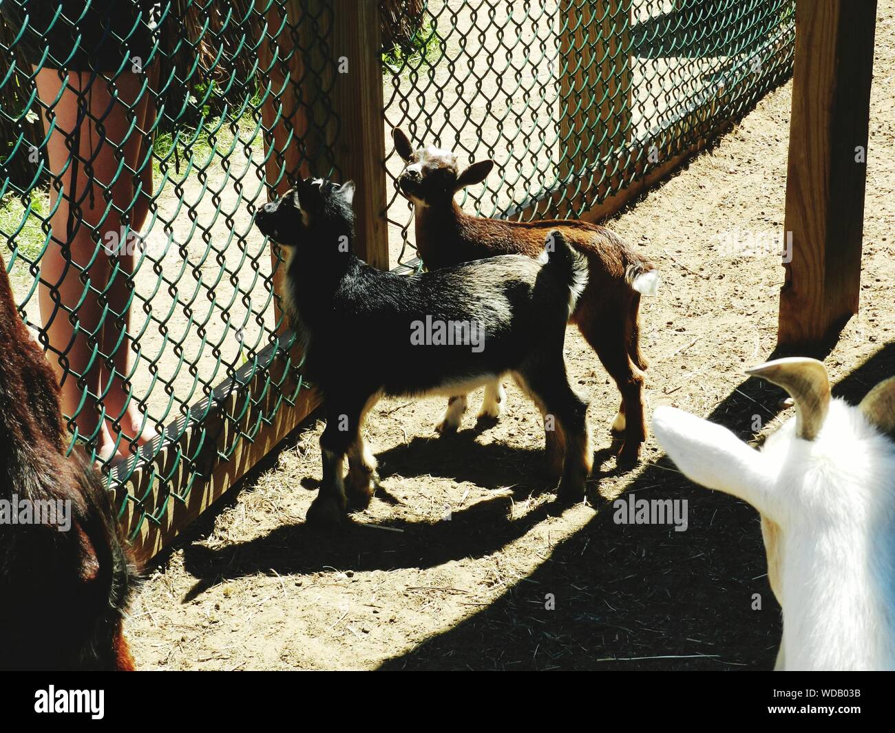 Two women with goat hi-res stock photography and images - Alamy