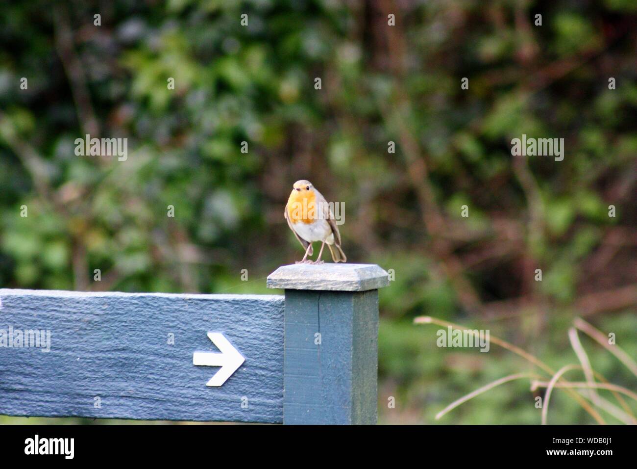 Wood robin hi-res stock photography and images - Alamy