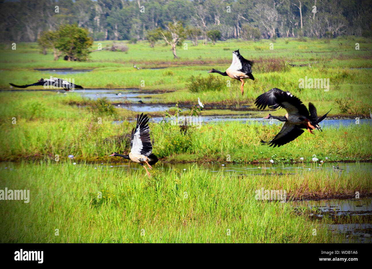 Magpie Geese taking flight over a wetland in the Kakadu National Park ...