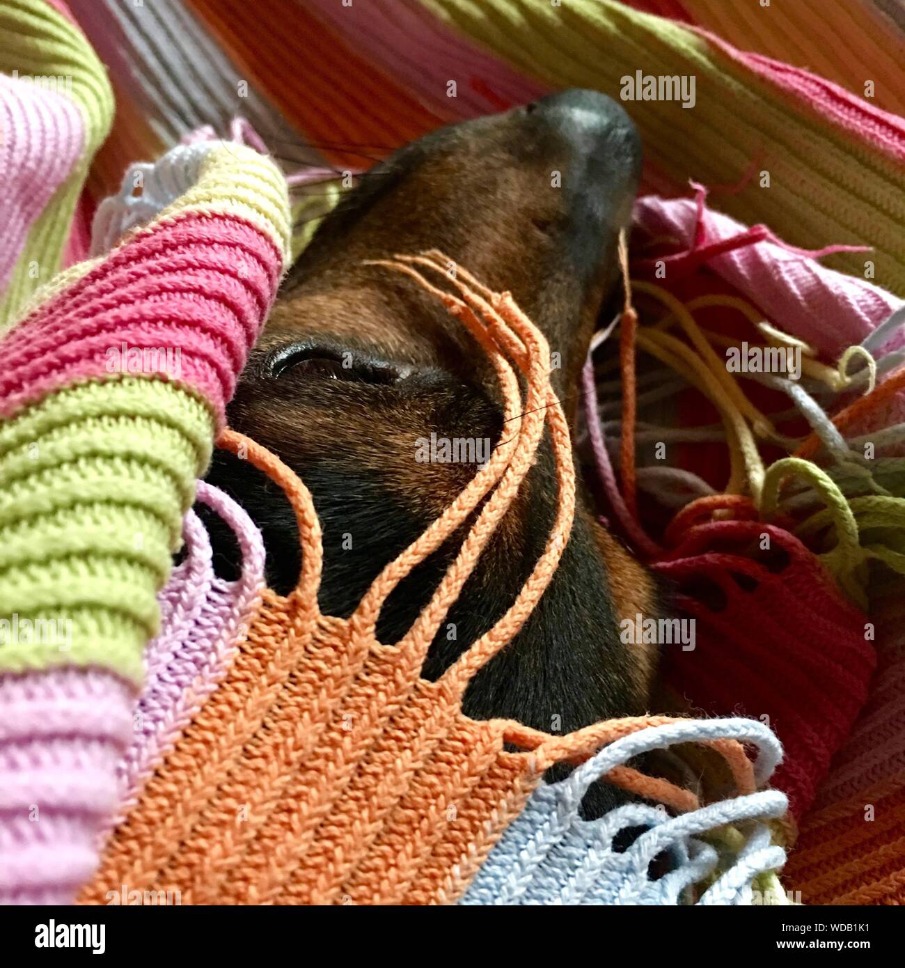 Dog wrapped up in a blanket hi-res stock photography and images - Alamy