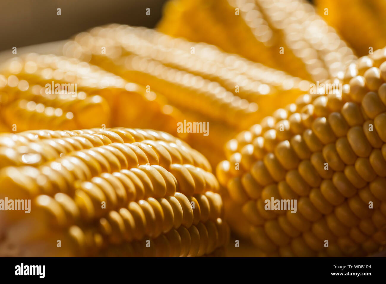 Corn on the cob kernels peeled, close up, horizontal Stock Photo - Alamy