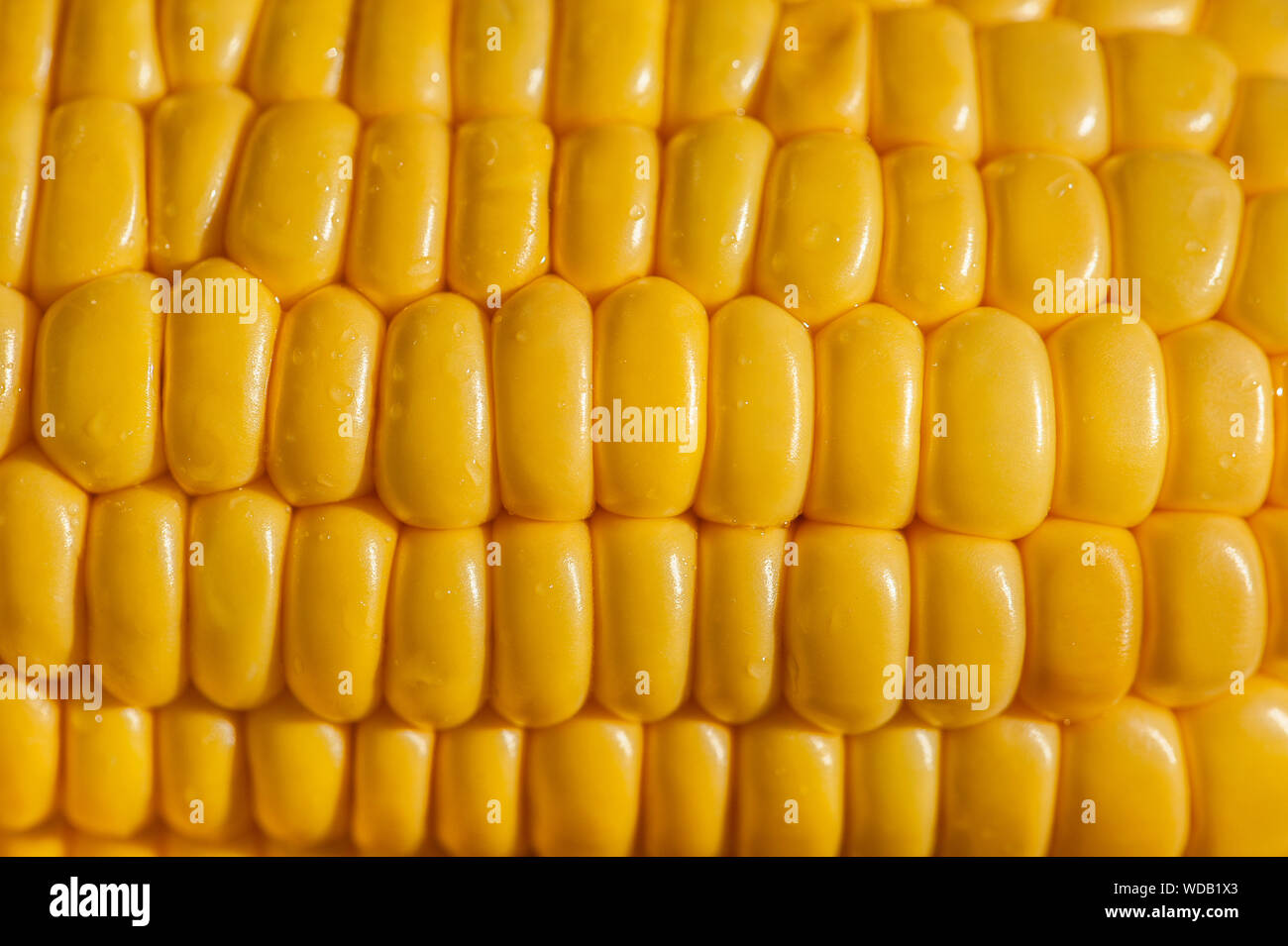 Extreme close up of yellow corn cobs texture, horizontal Stock Photo ...