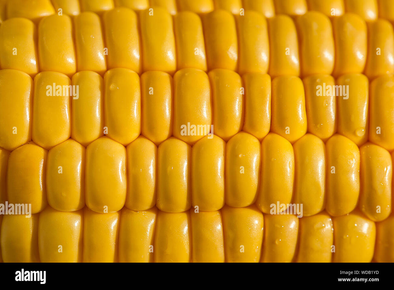 Extreme close up of yellow corn cobs texture, horizontal Stock Photo ...