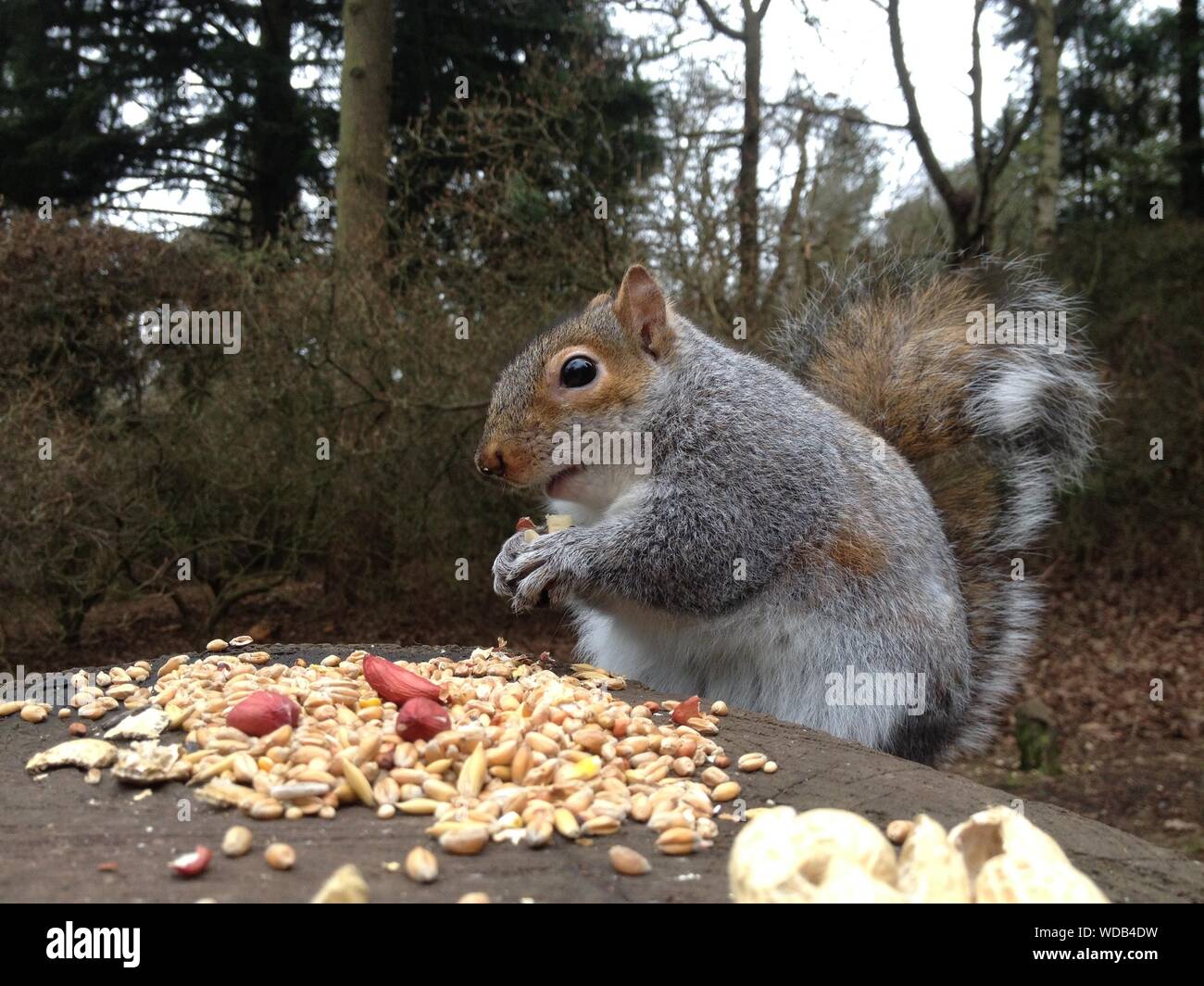 Squirrel Eating Nuts High Resolution Stock Photography and Images - Alamy