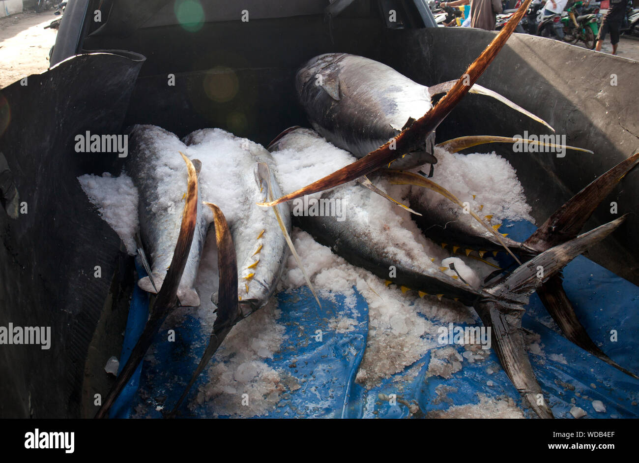 Pick Your Fish High Resolution Stock Photography and Images - Alamy