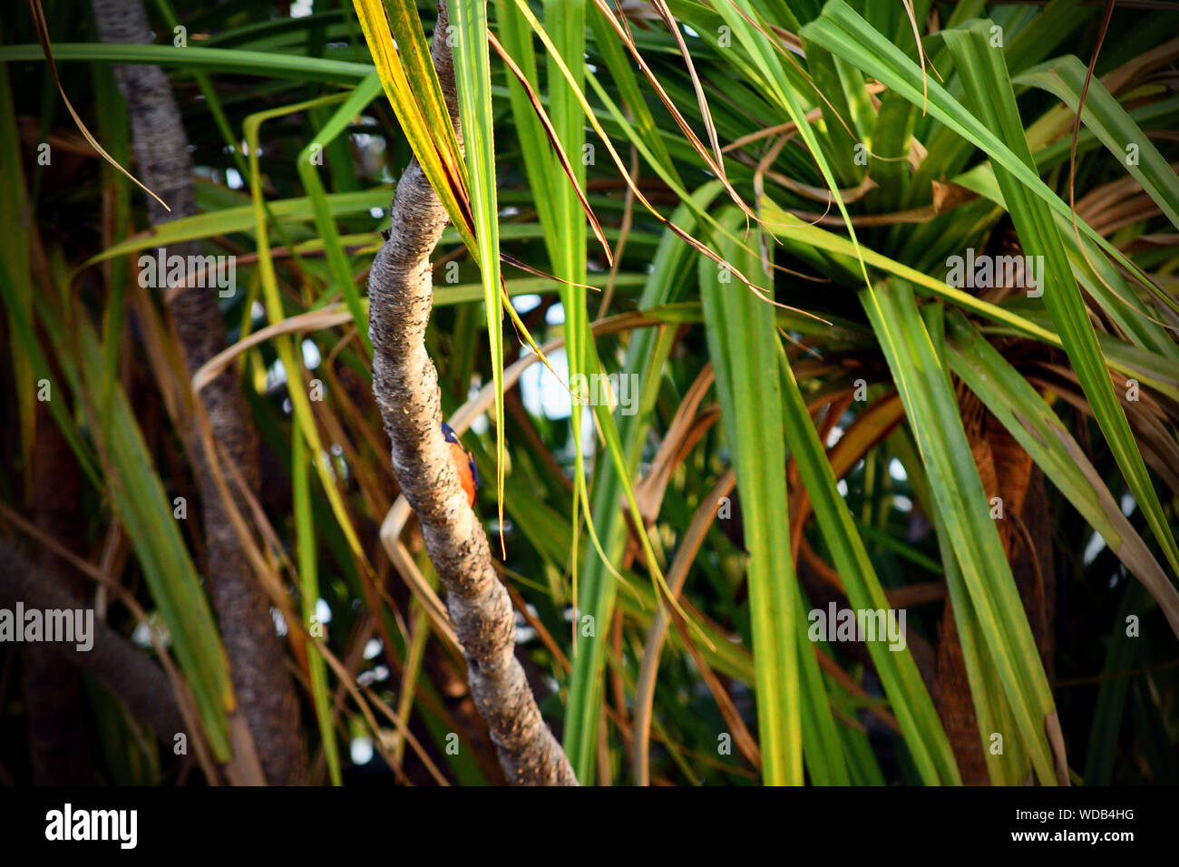 River Pandanus, Katherine Gorge, Nitmiluk National Park, Northern ...