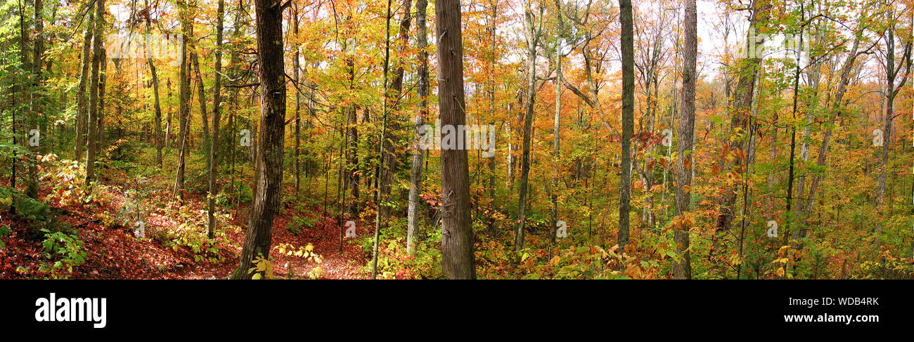 Autumnally coloured broadleaf forest until the socalled Indian summer ...