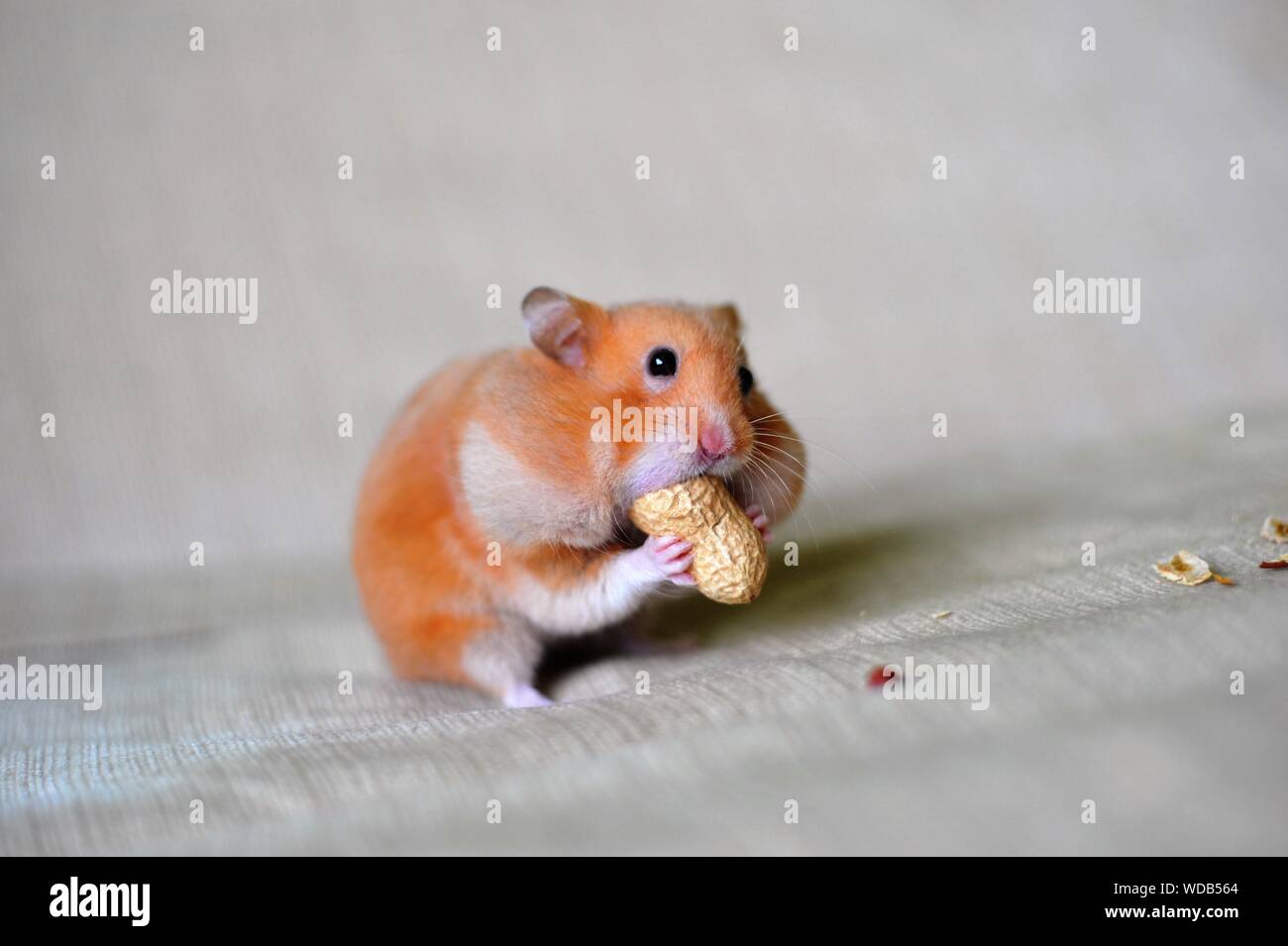 Hamster eating hi-res stock photography and images - Alamy