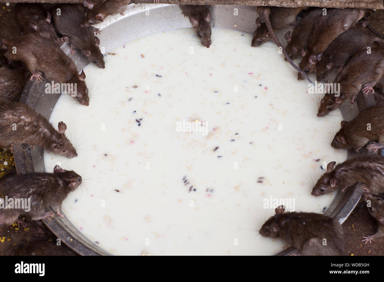 Mouse Drinking Milk High Resolution Stock Photography and Images - Alamy