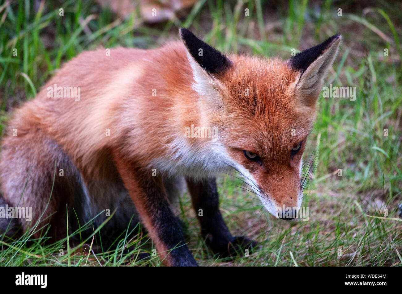beautiful young wild red fox in the northwest of Russia Stock Photo - Alamy