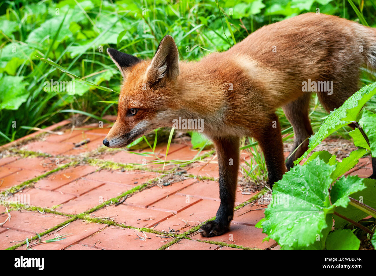 beautiful young wild red fox in the northwest of Russia Stock Photo - Alamy