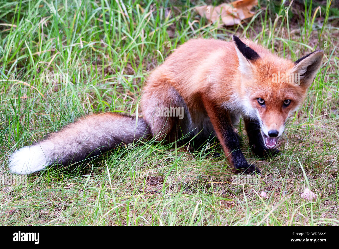 beautiful young wild red fox in the northwest of Russia Stock Photo - Alamy