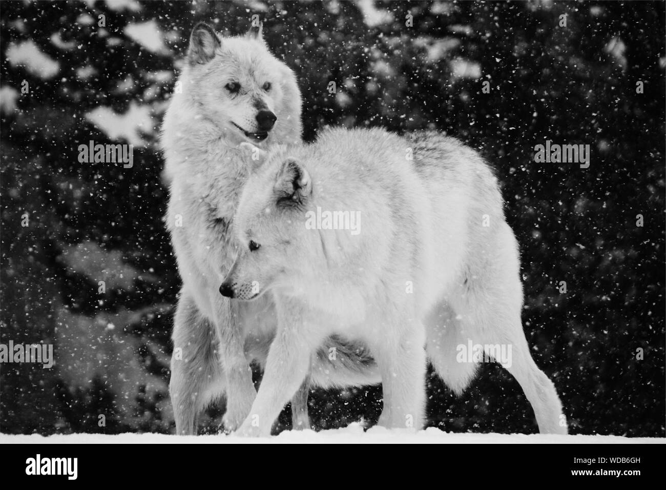 Wolf playing in snow hi-res stock photography and images - Alamy
