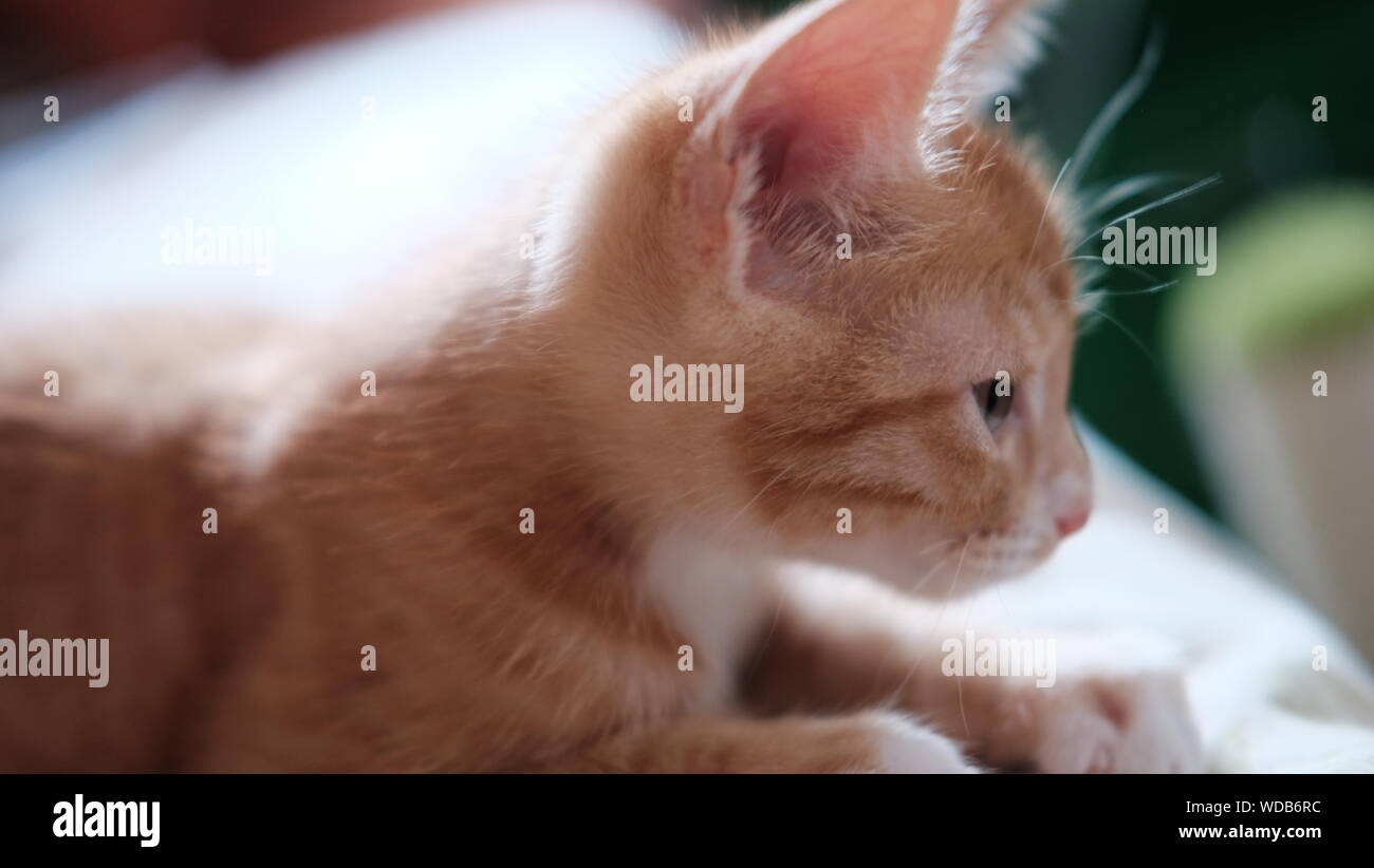 Ginger cat side on hi-res stock photography and images - Alamy