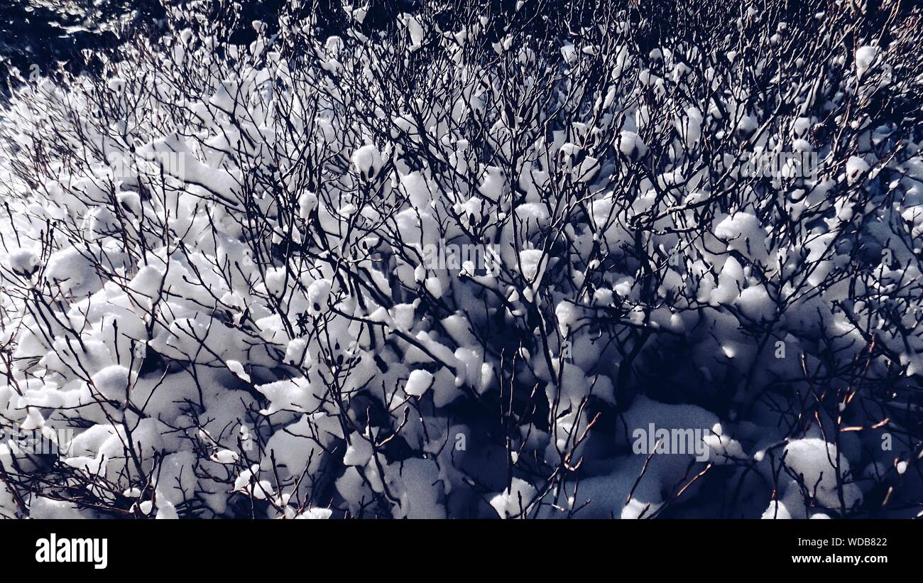 Plants Growing On Tree Stock Photo - Alamy