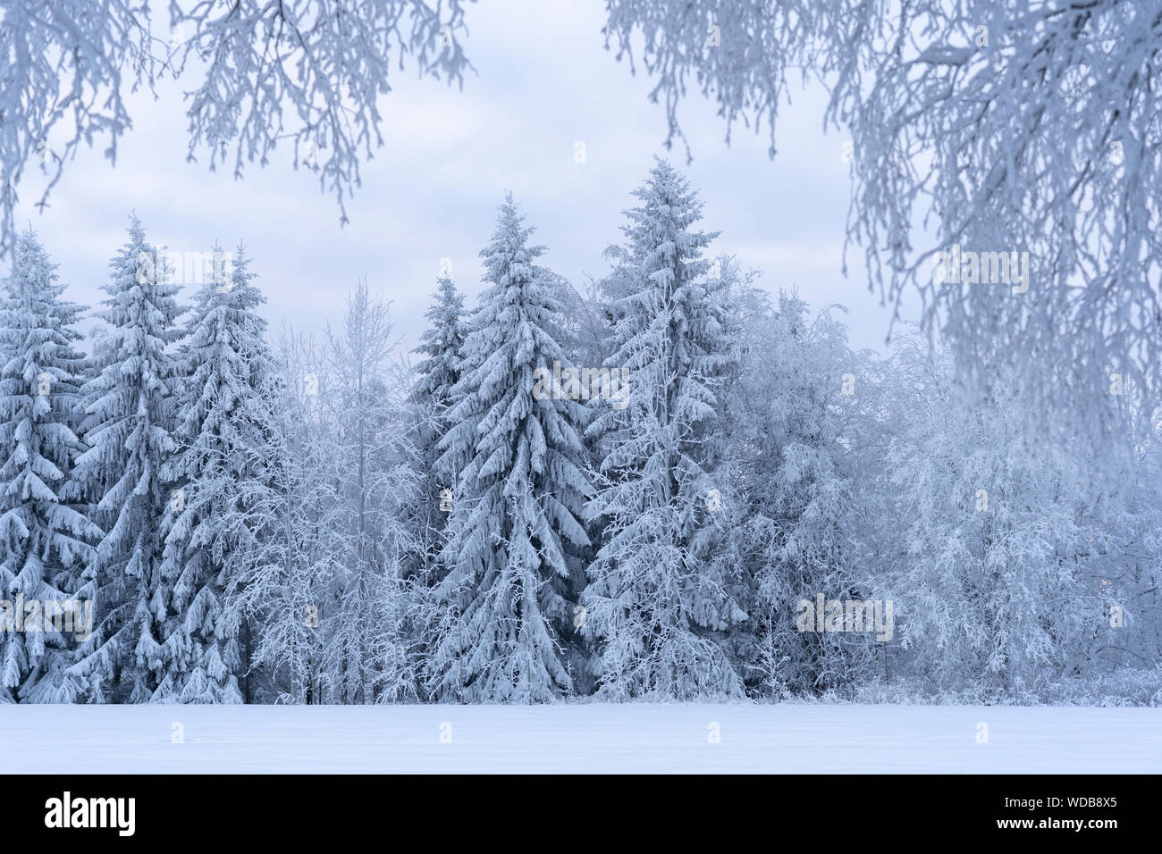 Narke forest hi-res stock photography and images - Alamy