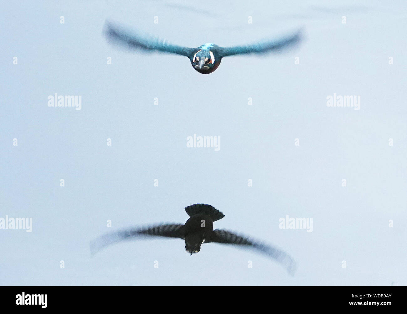 Swooping hi-res stock photography and images - Alamy