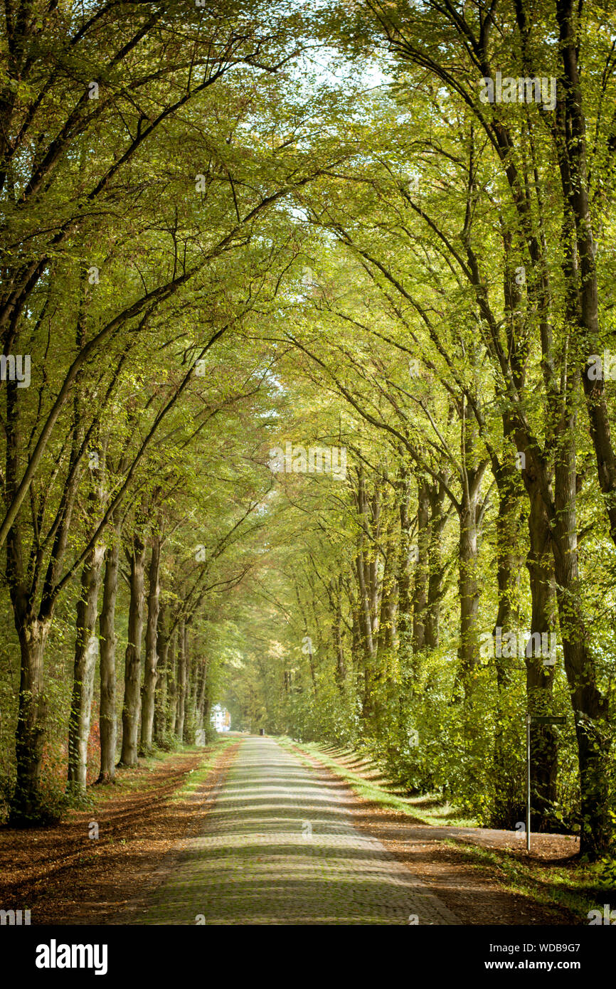 Straight road with a canopy of trees hi-res stock photography and ...