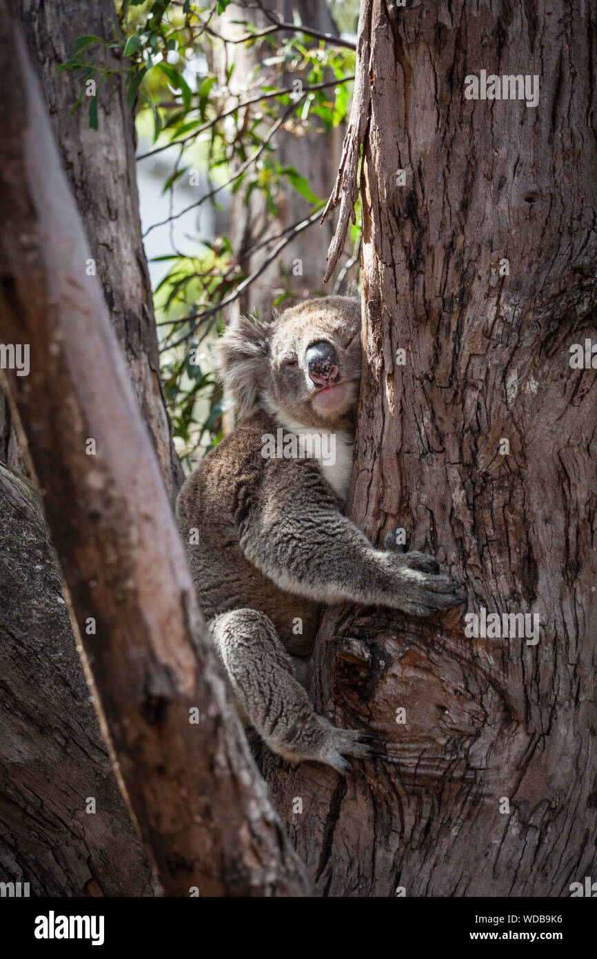 Koala sitting in tree hi-res stock photography and images - Alamy