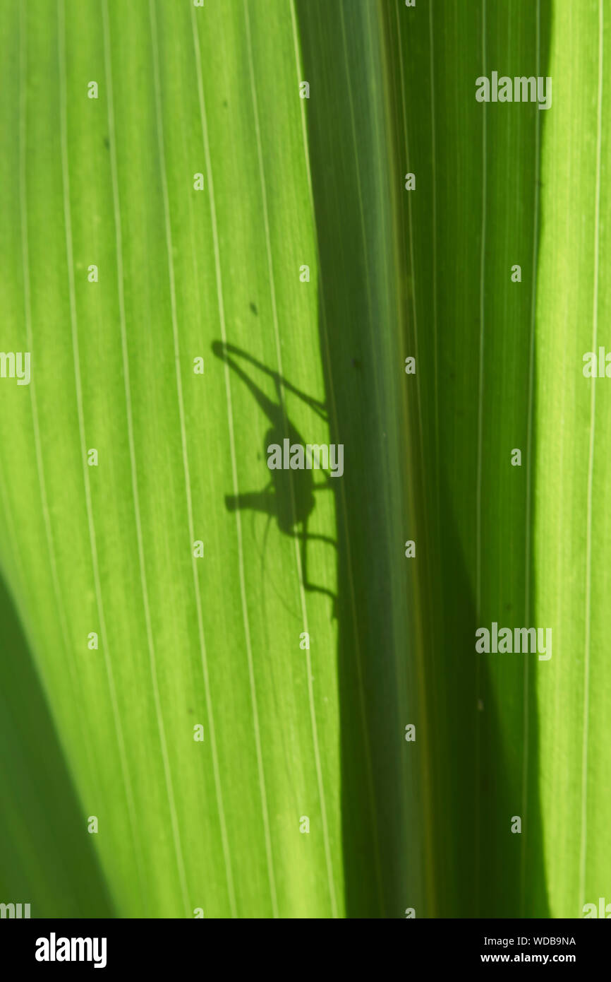 Insect shadow hi-res stock photography and images - Alamy