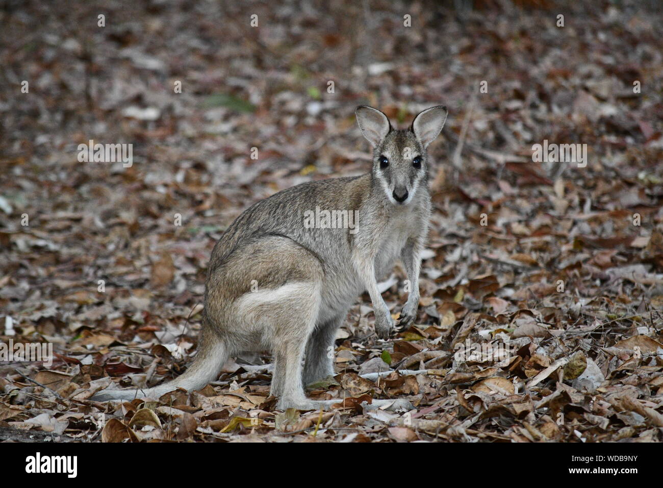 Pretty-Faced Wallaby Lakefield National Park Cape York Queensland Stock ...