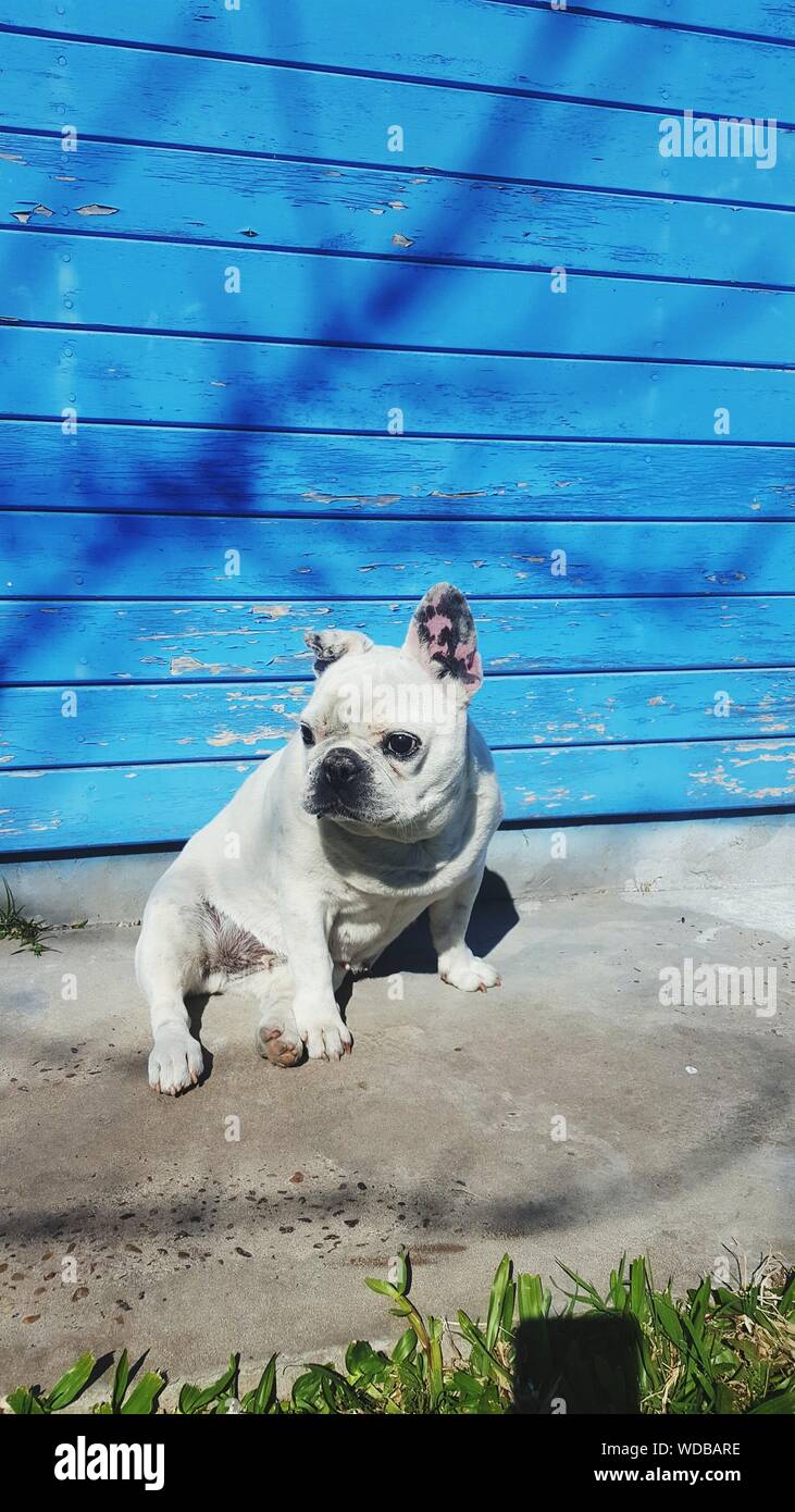 Shutter Dog High Resolution Stock Photography and Images - Alamy